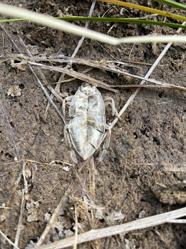 American Giant Water Bug from Deschutes National Forest, Crescent Lake ...