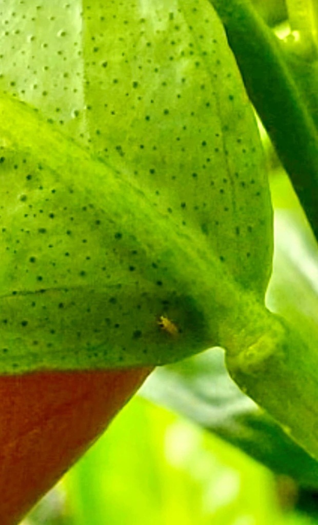 Citrus Thrips (Thrips of the United States) · iNaturalist