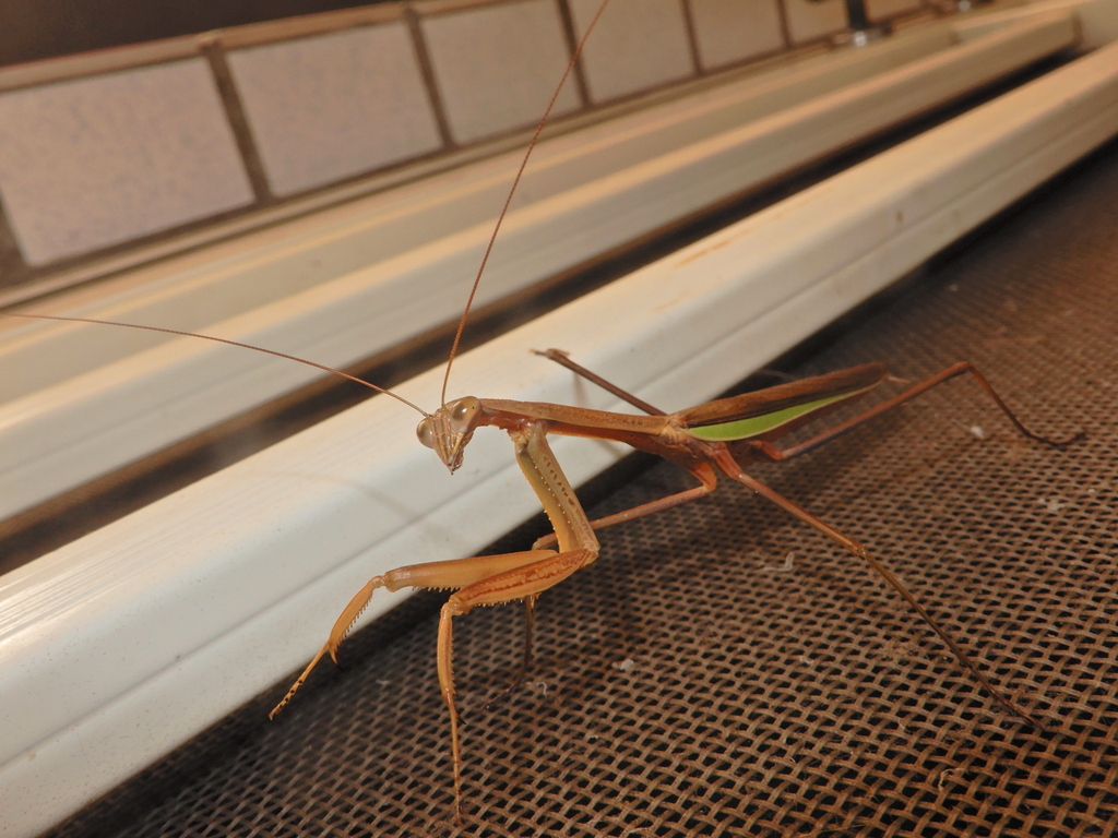 Japanese Giant Mantis from 西衛公園, Xiwei, Magong, Penghu on May 15, 2019 ...