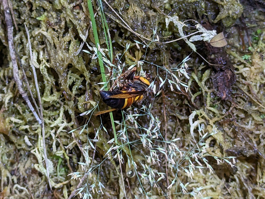 Southern Giant Hornet from 中国江西省萍乡市莲花县 on October 2, 2023 at 05:30 PM ...