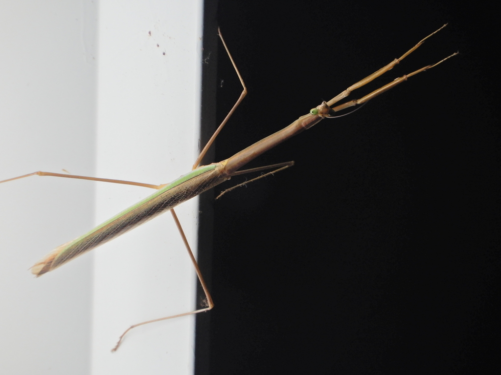 Stick Mantis from 澎湖科技大學, Xiwei, Magong, Penghu on June 22, 2019 at 10: ...