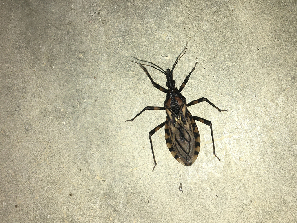 Triatoma brasiliensis from Junco do Seridó - PB, Brasil on August 16 ...