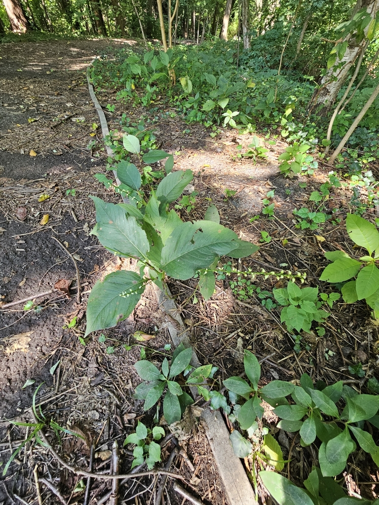 American jumpseed from Spuyten Duyvil, Spuyten Duyvil, NY 10463, USA on ...