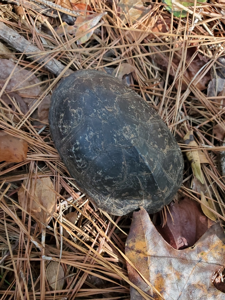 Eastern Musk Turtle from Jackson, SC 29831, USA on September 30, 2023 ...