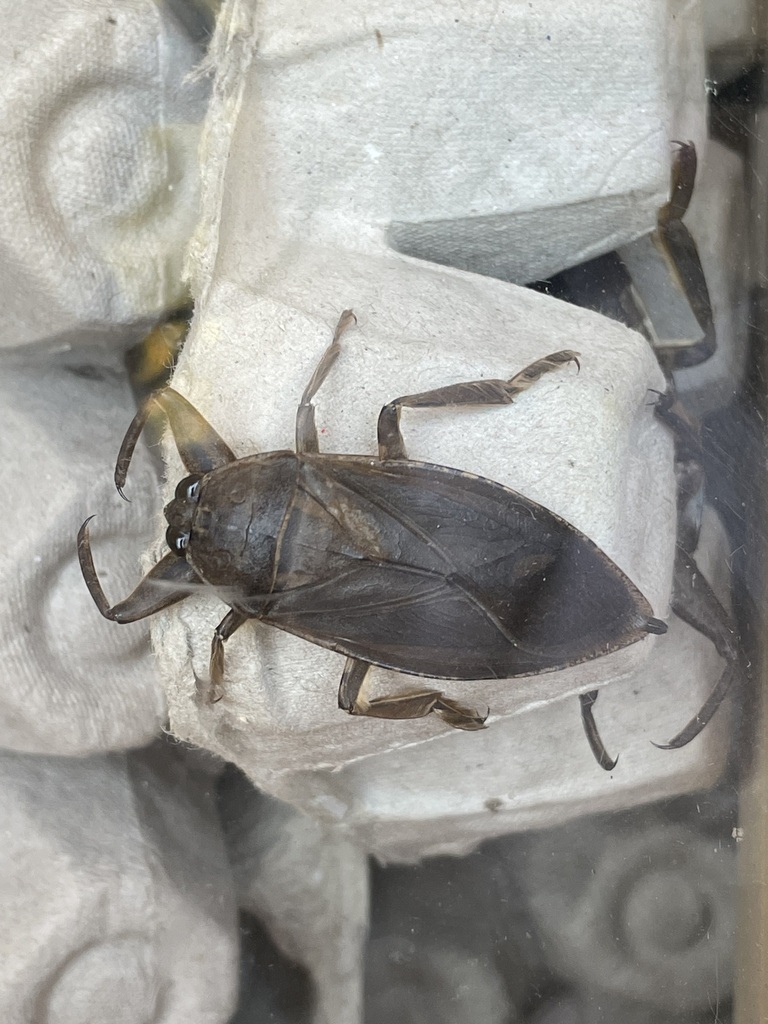 American Giant Water Bug from Culvers Pond on October 2, 2023 at 08:30 ...