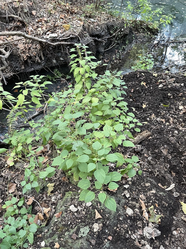 false nettle from Killeen, TX, US on October 2, 2023 at 08:47 AM by ...