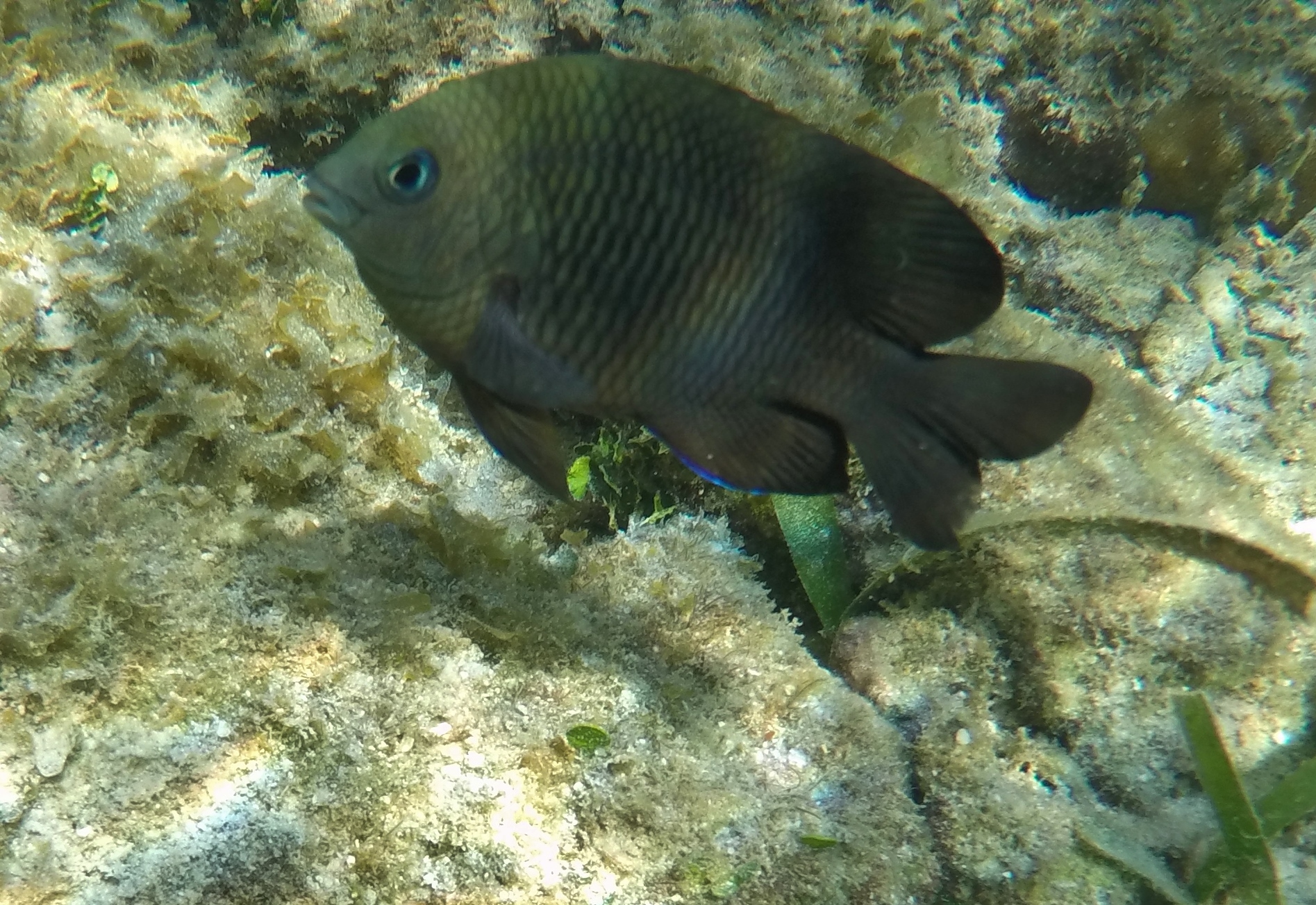 Longfin Damselfish