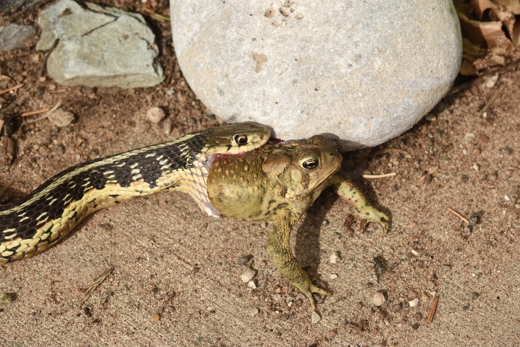 Eastern Garter Snake from MooseWood Nature Center, Marquette, MI, USA ...