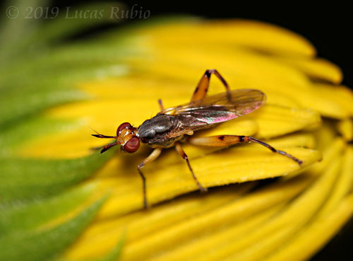 Genus Sepedonea · iNaturalist