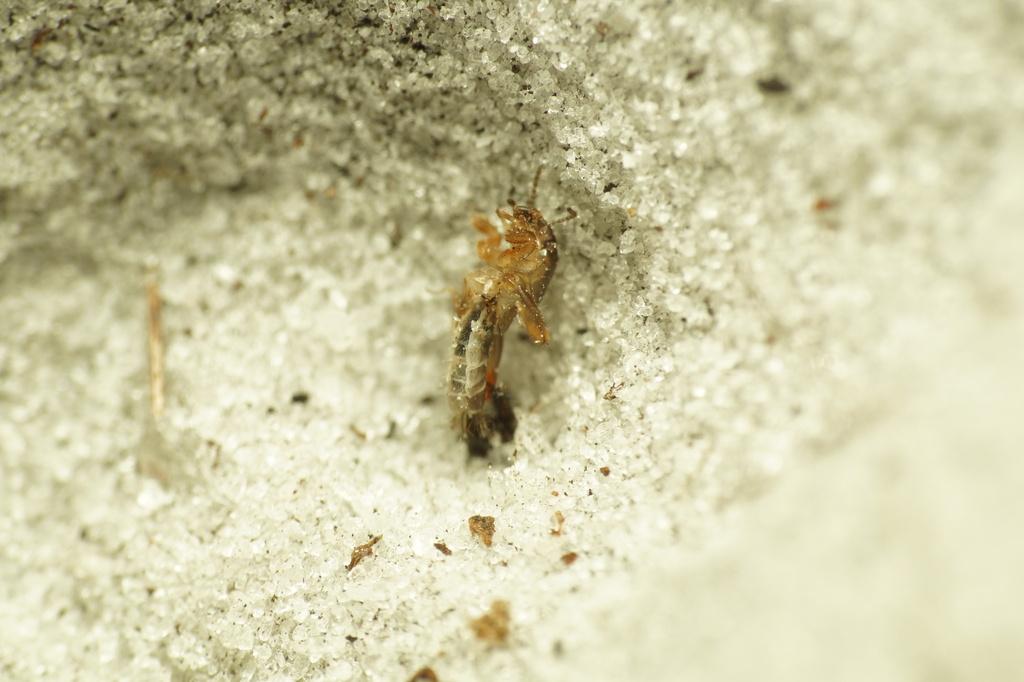 Neotridactylus from Orange County, FL, USA on September 30, 2023 at 07: ...