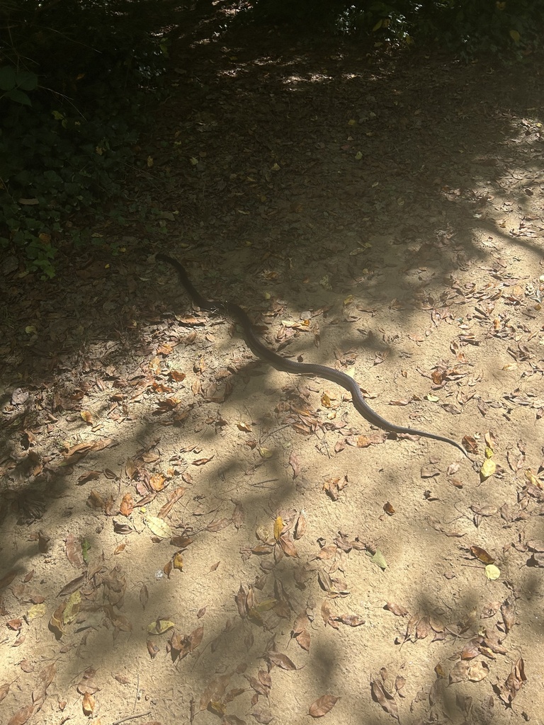 Colubrid Snakes from Black Mountain, NC, US on October 2, 2023 at 01:46 ...