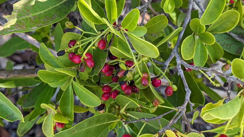 Blolly from Monroe County, FL, USA on September 14, 2023 at 09:36 AM by ...