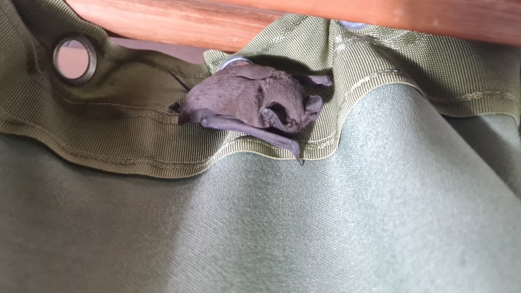Mexican Free-tailed Bat from Port Raúl Marín Balmaceda, Cisnes, Aysén ...