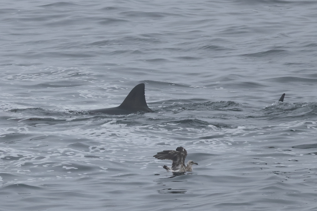 Western Gull from California, US on October 1, 2023 at 03:29 PM by Sam ...