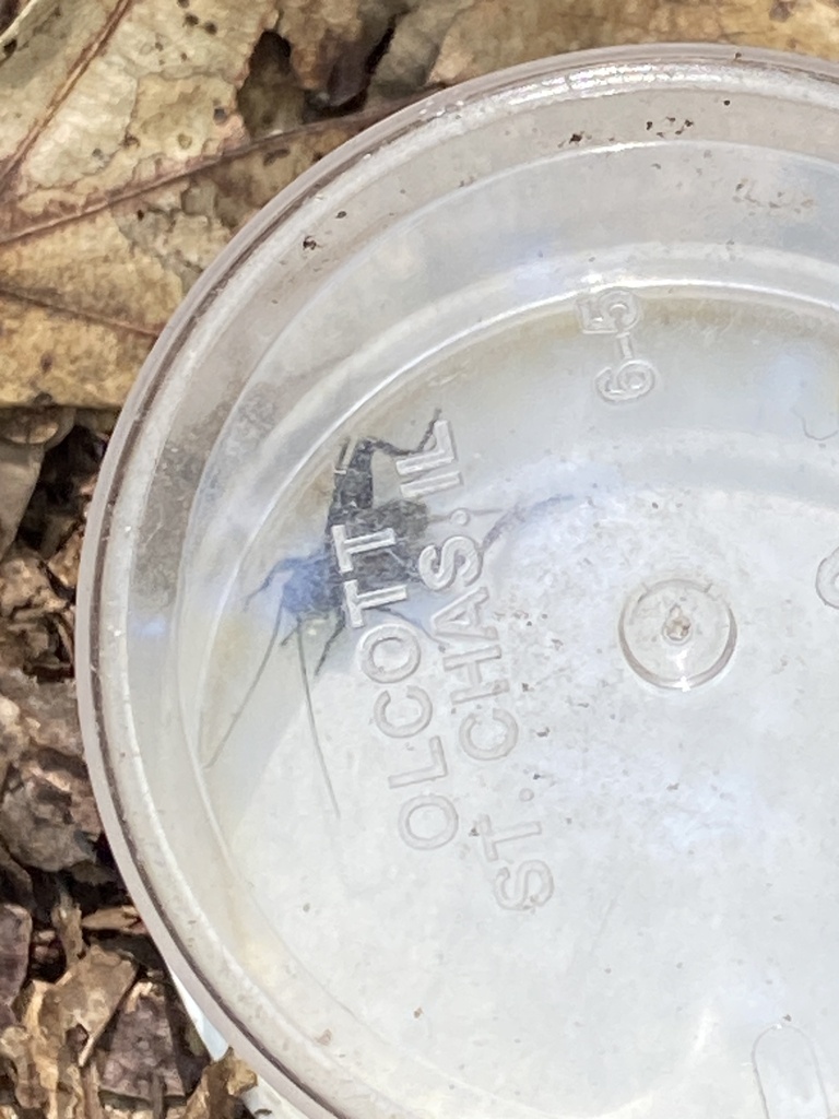 Crickets from Gold Hill, NC, US on October 2, 2023 at 03:32 PM by ...