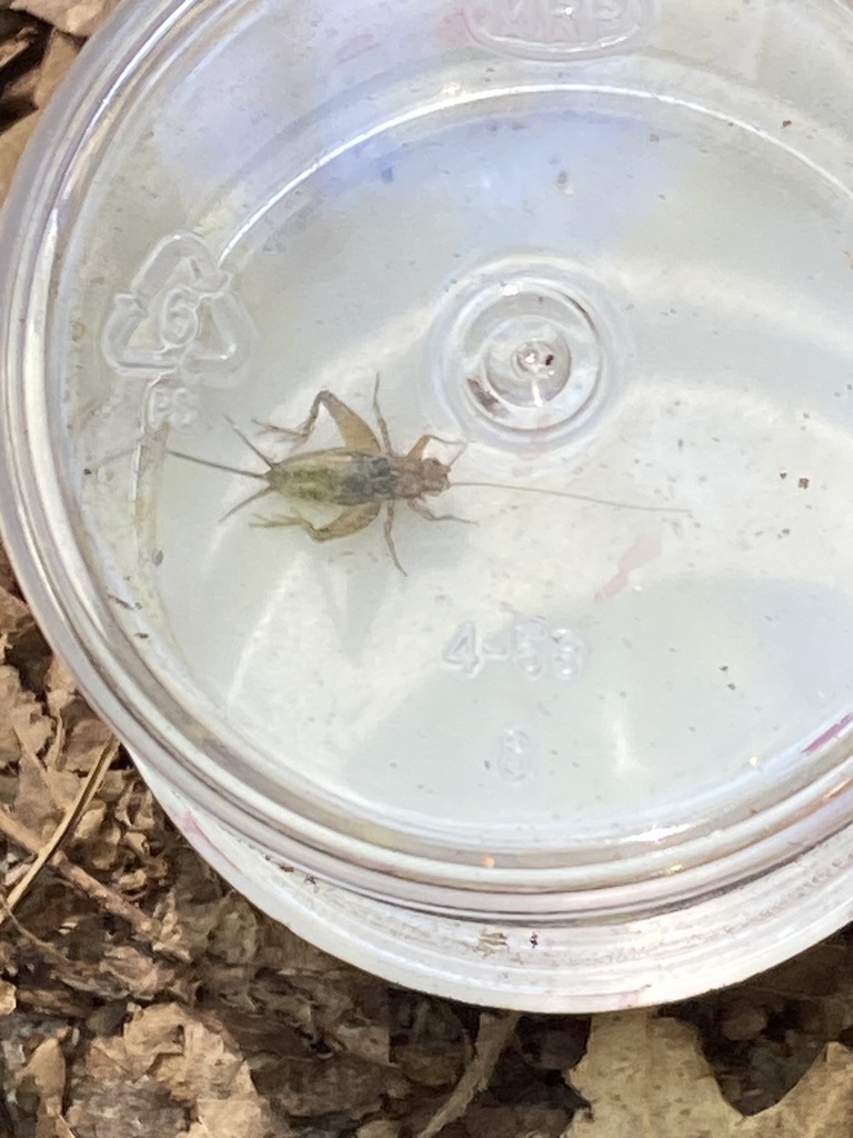 Crickets from Misenheimer, NC, US on October 2, 2023 at 03:32 PM by ...