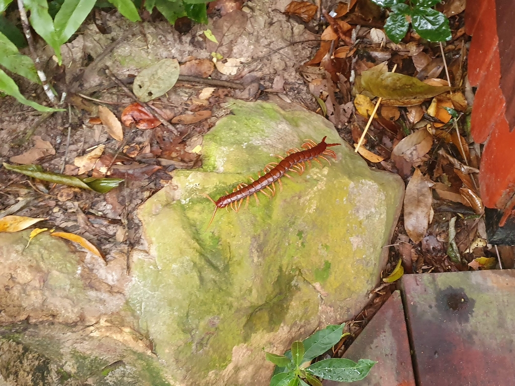 Scolopendra multidens from Местоположение: 18,253079, 109,547220 on ...