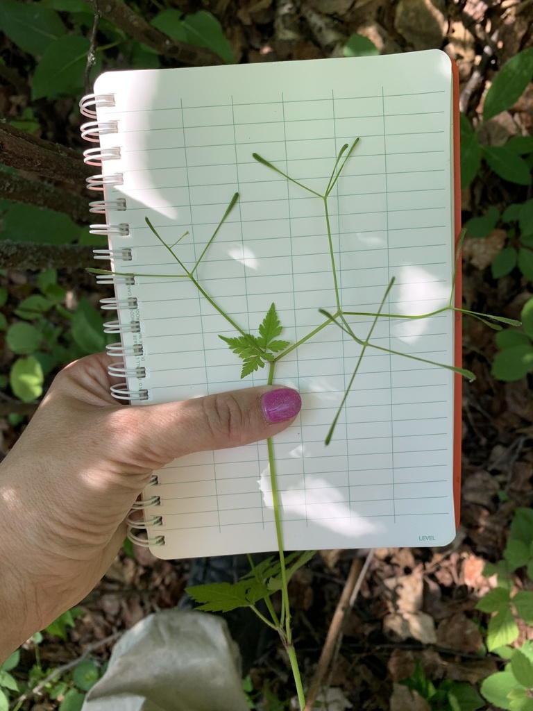 blunt-fruited sweet-cicely in June 2023 by Katie Hamilton. No ...