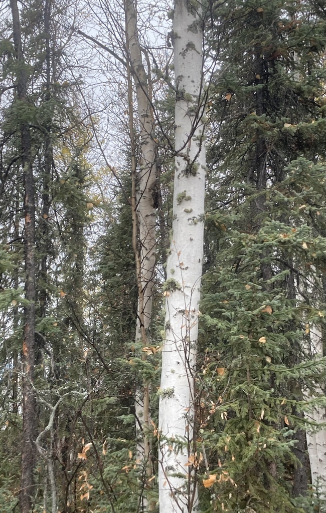 Alaska Paper Birch from North Pole, AK 99705, USA on October 2, 2023 at ...