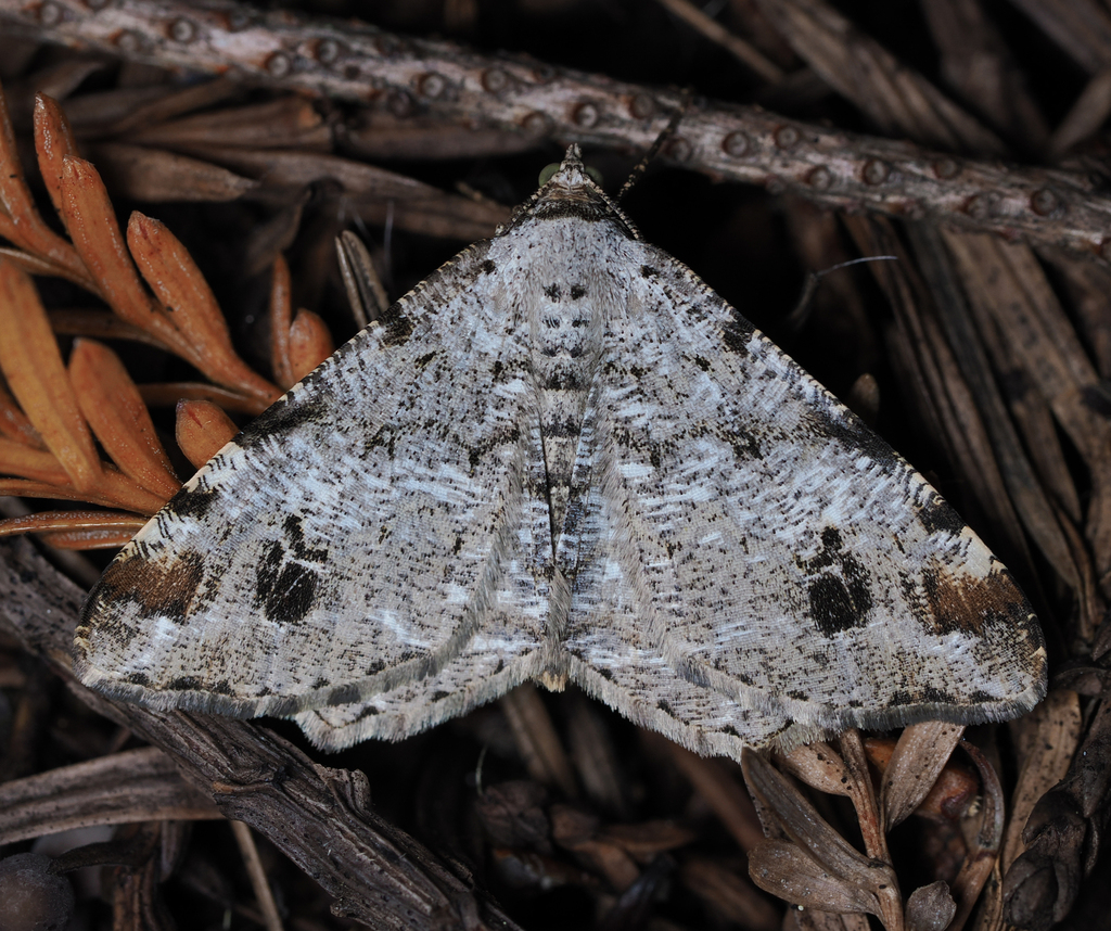 Pale-marked Angle from Marin County, CA, USA on October 1, 2023 at 04: ...