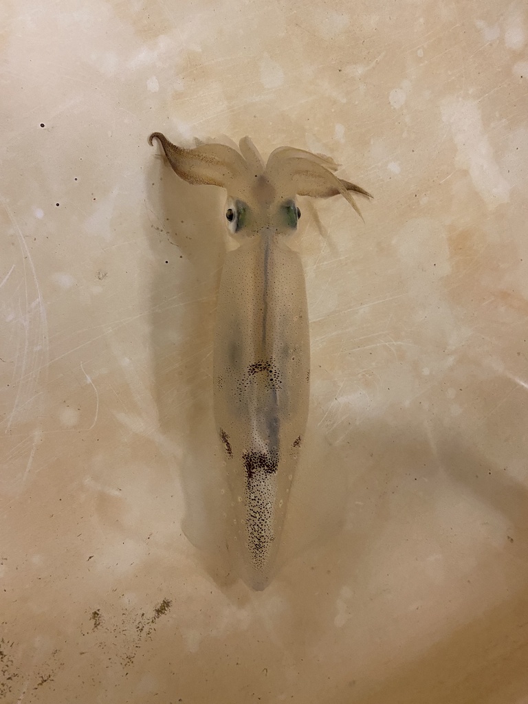 Opalescent Inshore Squid from University of Washington - Friday Harbor ...