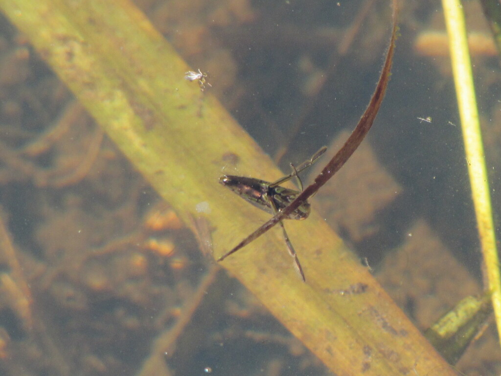 Water Bugs from Danby, VT, USA on October 2, 2023 at 01:32 PM by Nancy ...