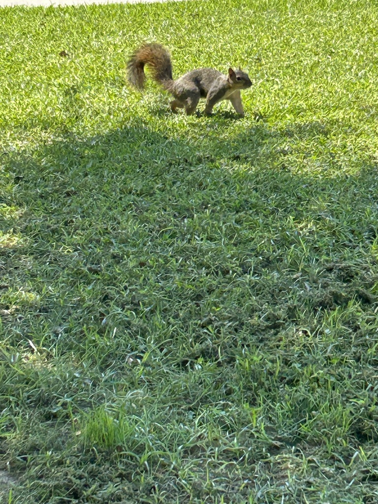 Fox Squirrel from California State University, Fullerton, CA, US on ...