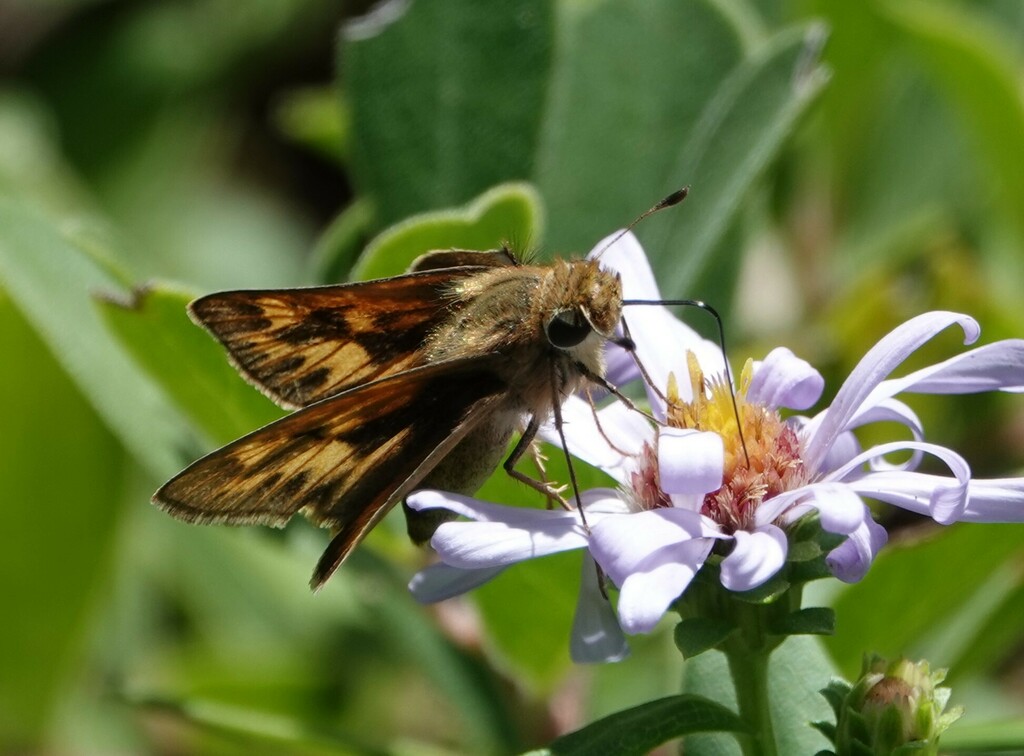Fiery Skipper from 1550 Wildcat Canyon Rd, Berkeley, CA 94708 on ...
