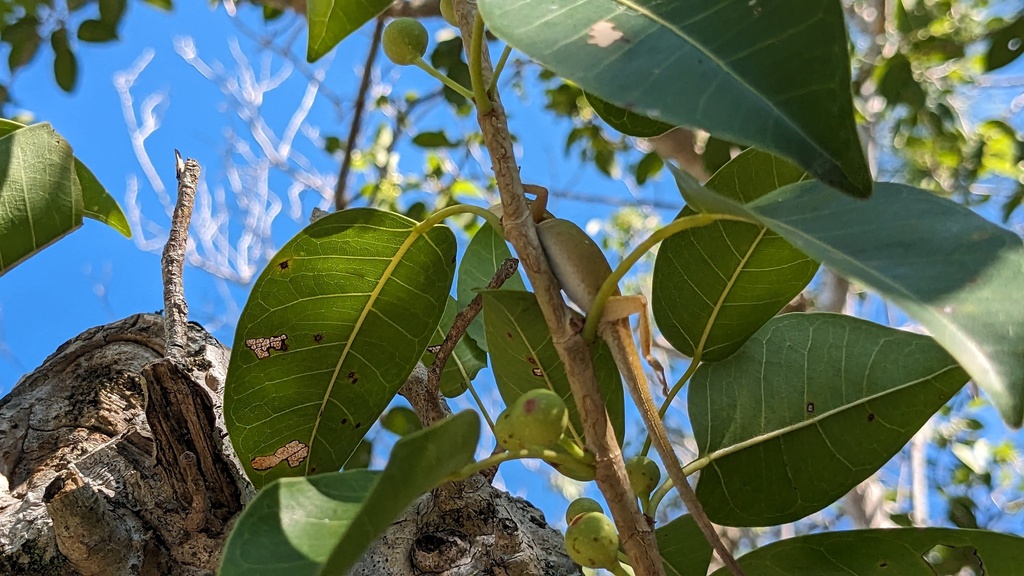 Shortleaf Fig from Big Pine Key, FL 33043, USA on September 14, 2023 at ...