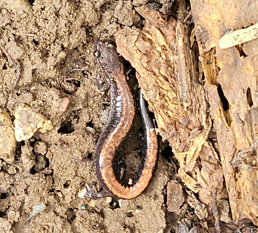 Eastern Red-backed Salamander from Dartmouth, NS, Canada on October 1 ...