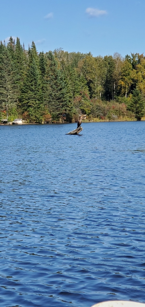 Double-crested Cormorant from Keswick Ridge, NB E6L, Canada on October ...