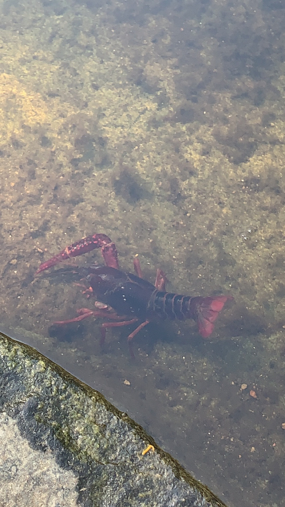 Red Swamp Crayfish from San Diego County, US-CA, US on September 28 ...