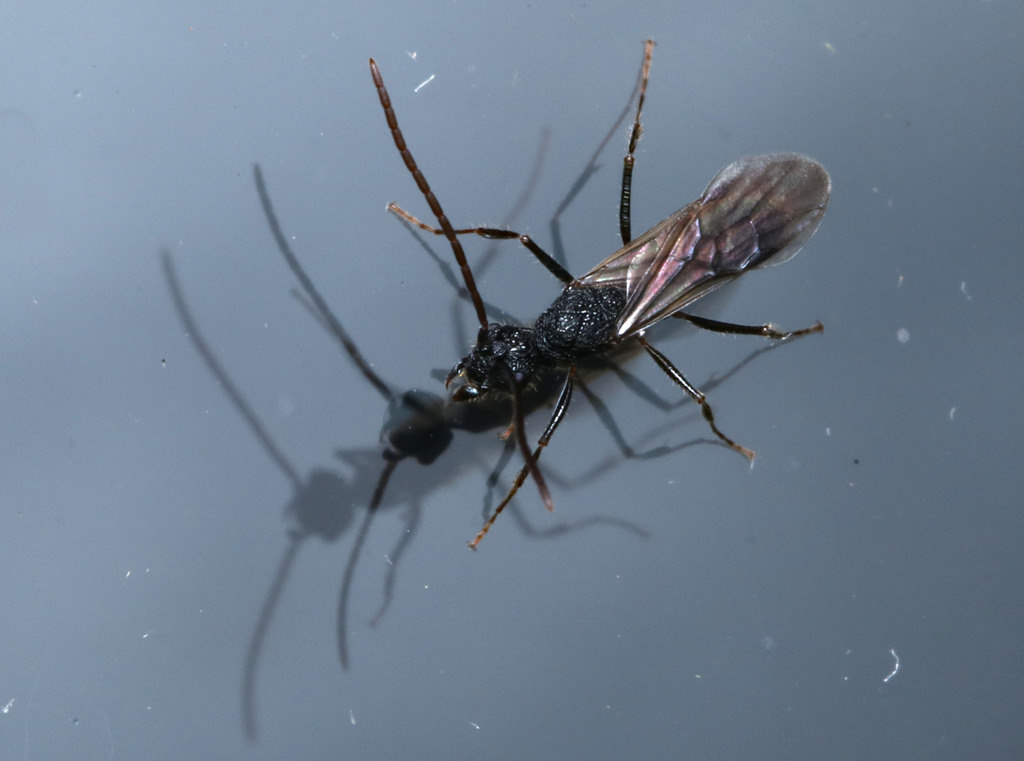 Pony Ants in September 2023 by juliegraham173 · iNaturalist