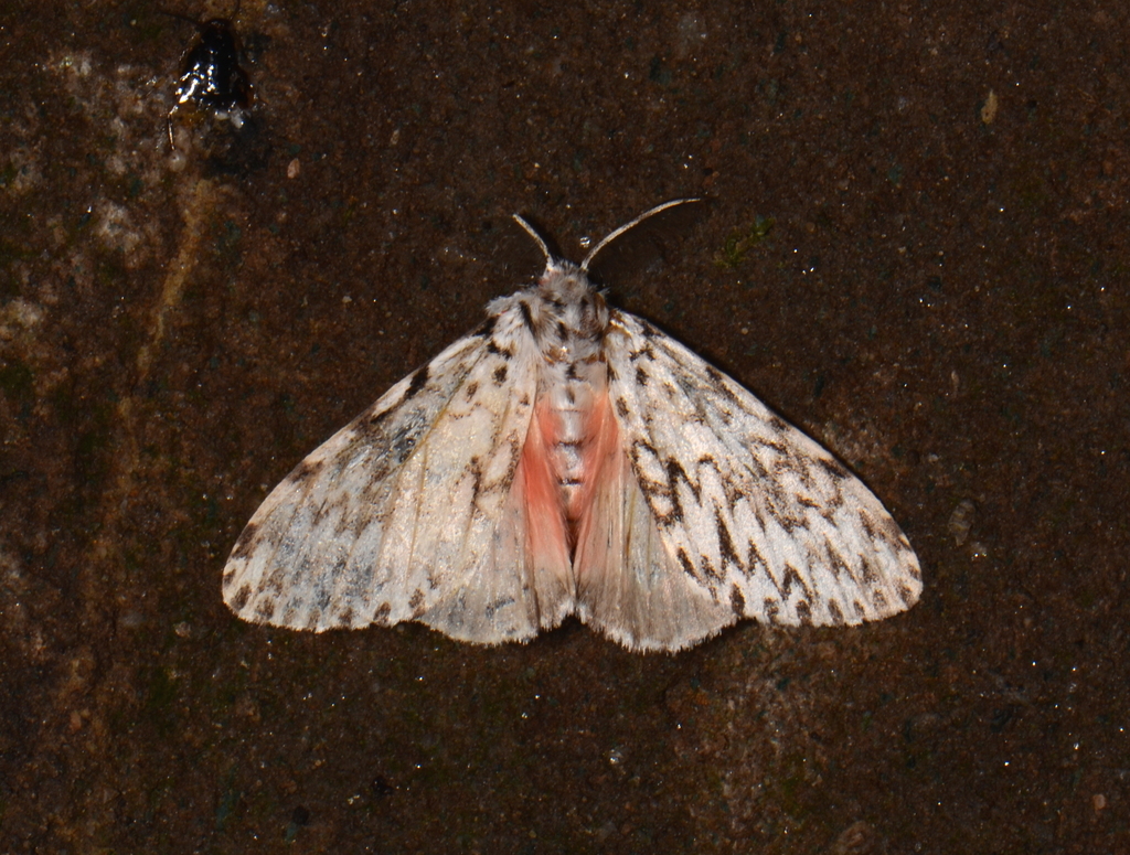 Lymantria subrosea singapura from Blang Pidie, Aceh, Indonesia on ...