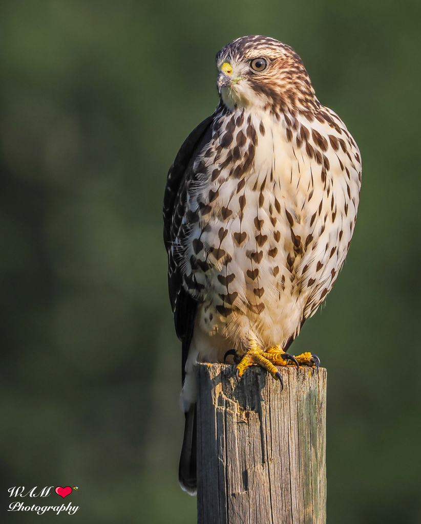 Broad-winged Hawk from Tomahawk, AB T0E 2H0, Canada on August 20, 2023 ...