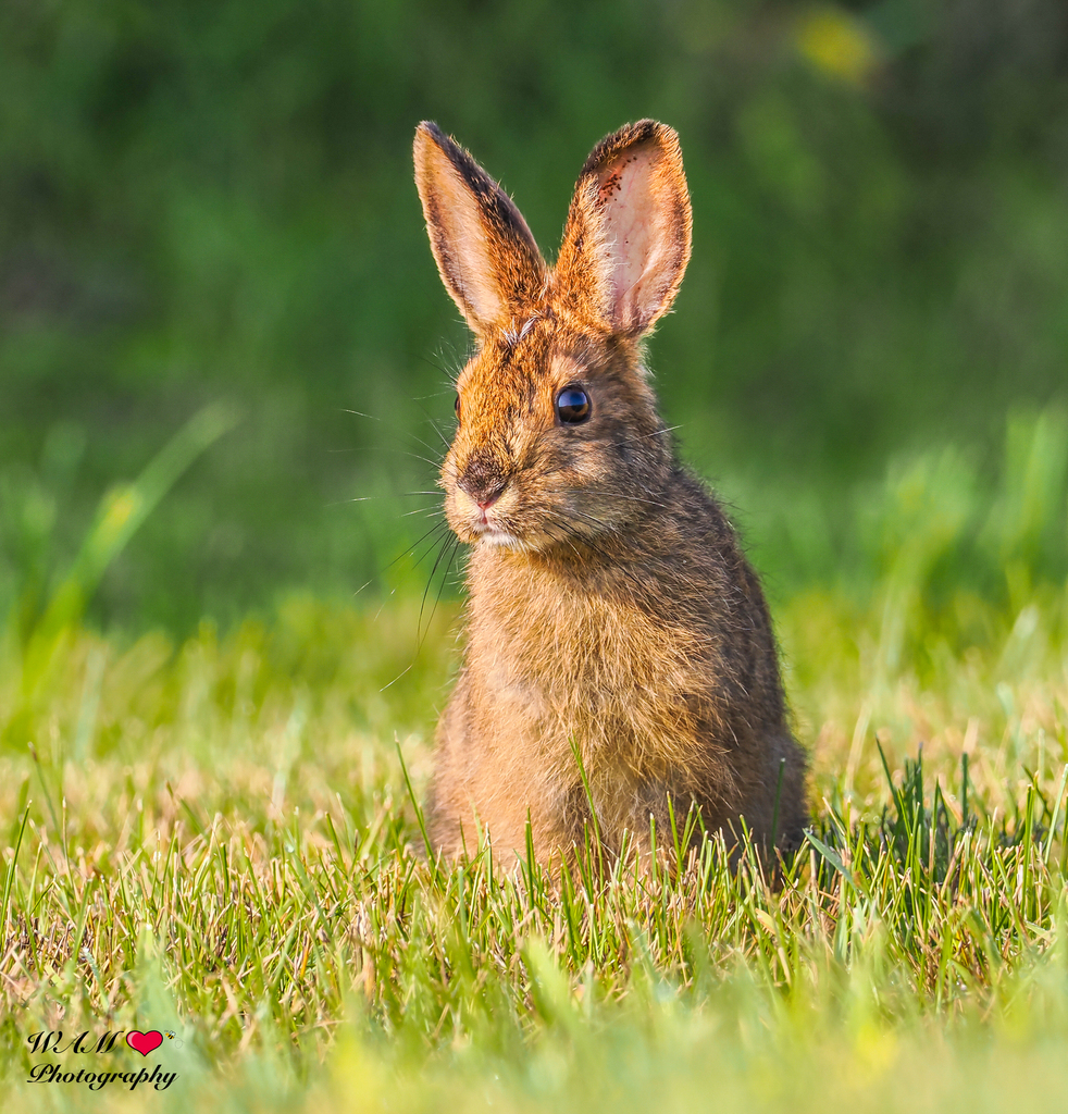 Snowshoe Hare from Tomahawk, AB T0E 2H0, Canada on August 20, 2023 at ...