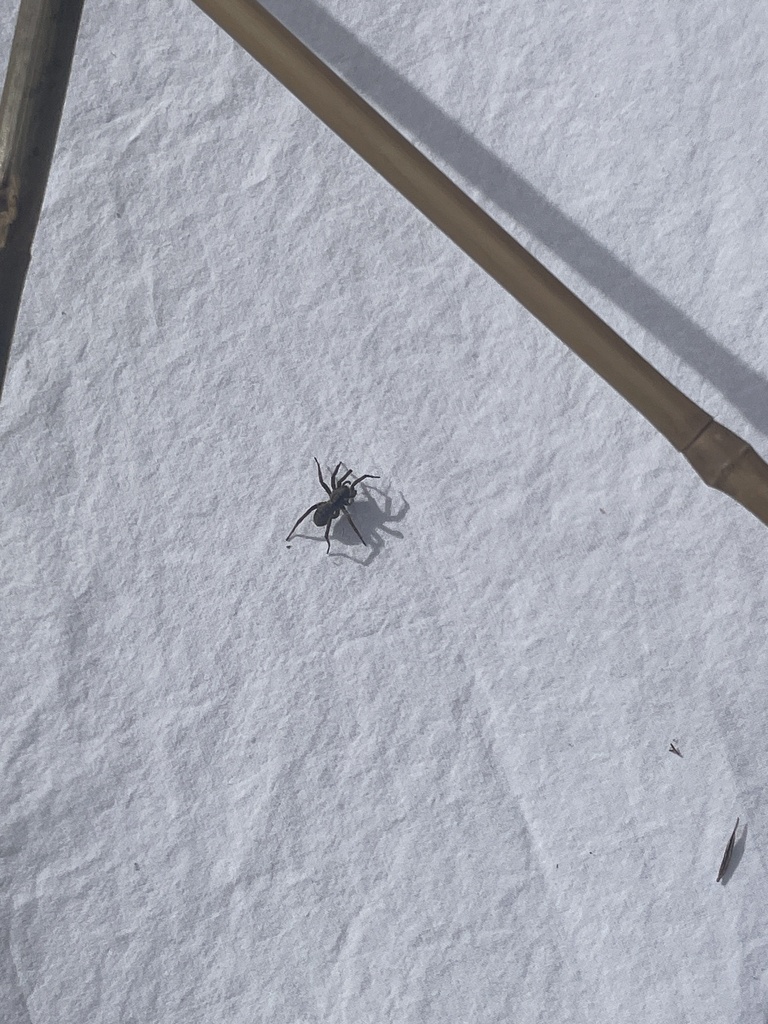 Wolf Spiders from Titus Rd, Leavenworth, WA, US on October 2, 2023 at ...