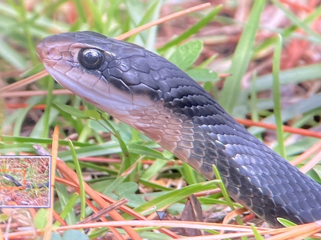 North American Racer from Dr. Julian G. Bruce St. George Island State ...