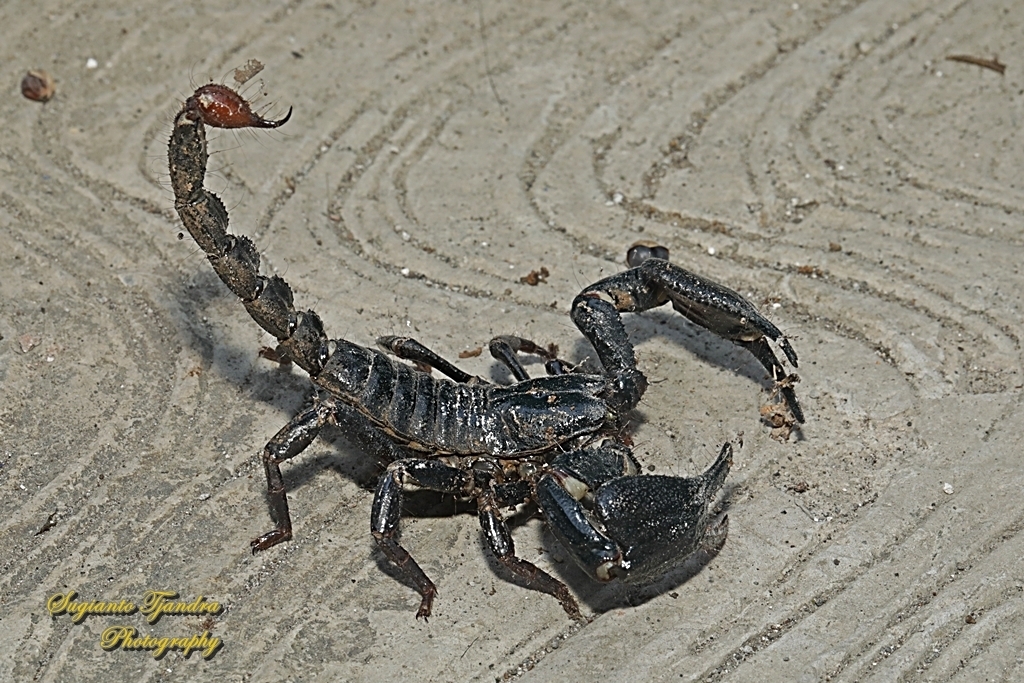 Asian Blue Forest Scorpion from Sukabumi Regency, West Java, Indonesia ...