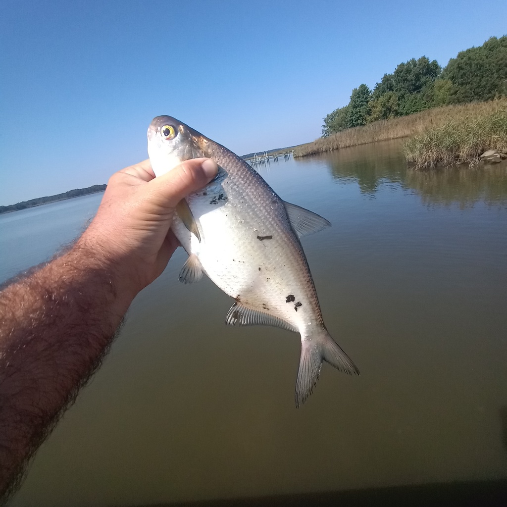 American Gizzard Shad from Caroline County, MD, USA on October 2, 2023 ...