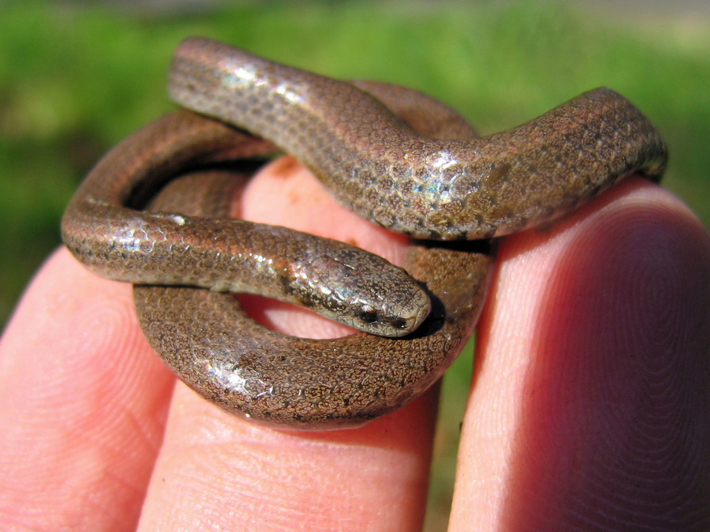Sharp-tailed Snakes (Contia) - Snakes and Lizards
