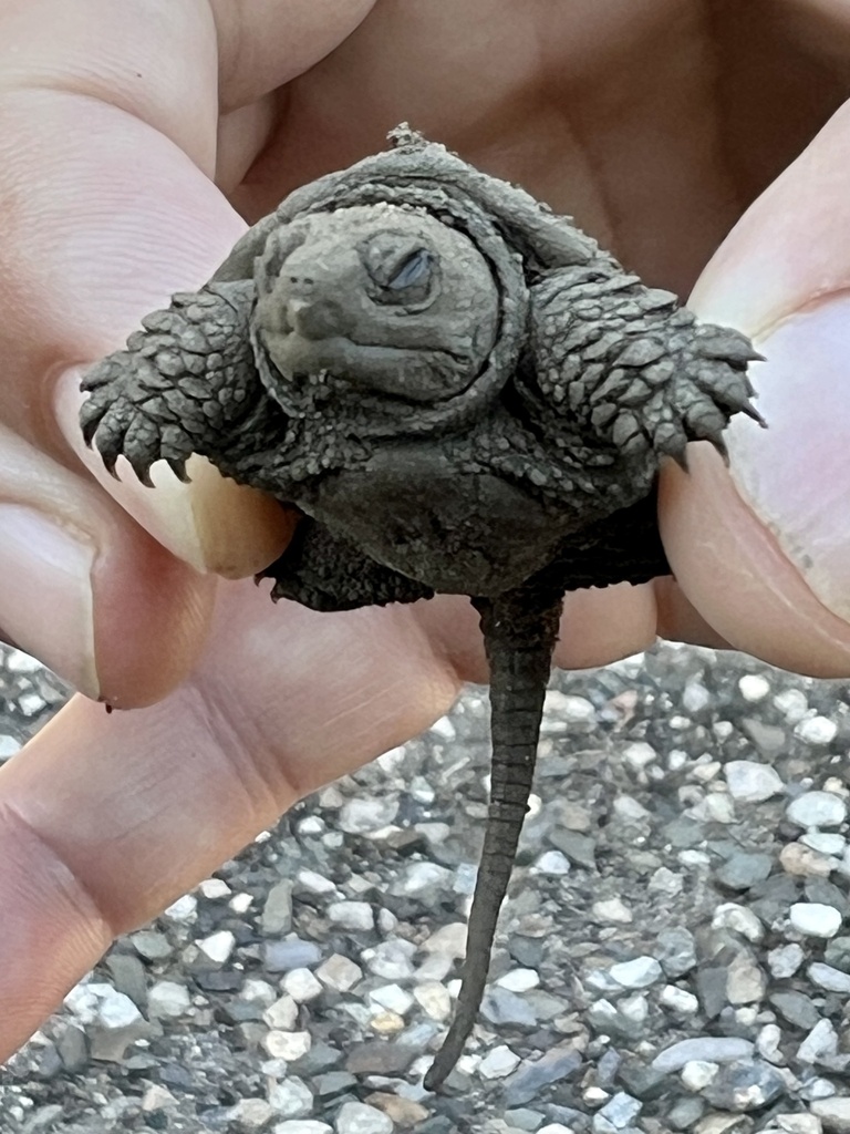 Common Snapping Turtle from Presidential Rail Trail, Whitefield, NH, US ...