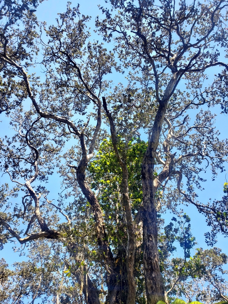 ʻŌhiʻa Lehua from Nahuku - Thurston Lava Tube on October 1, 2023 at 02: ...
