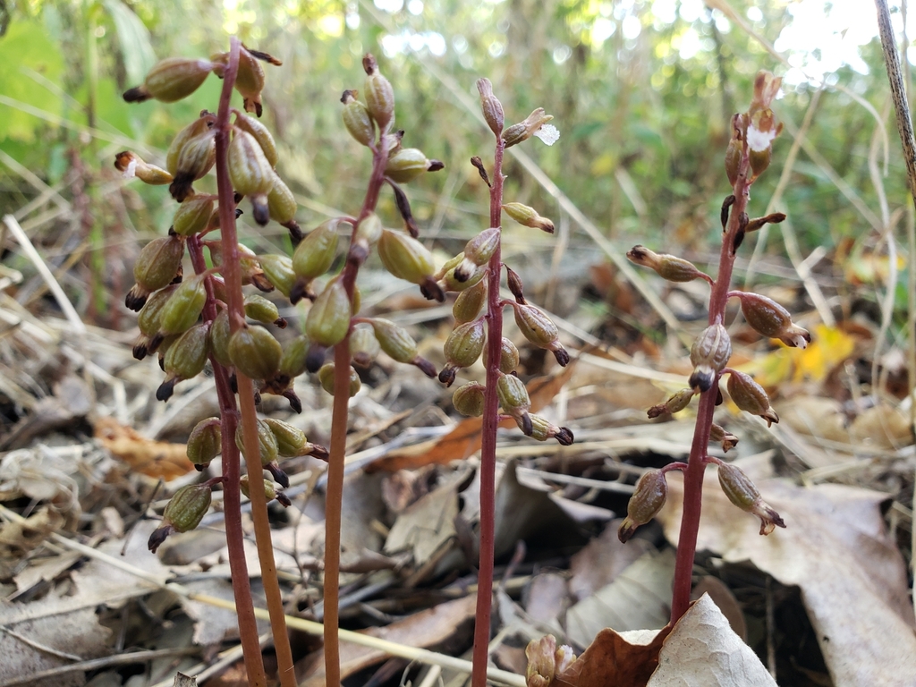 autumn coralroot in October 2023 by Erin Faulkner · iNaturalist