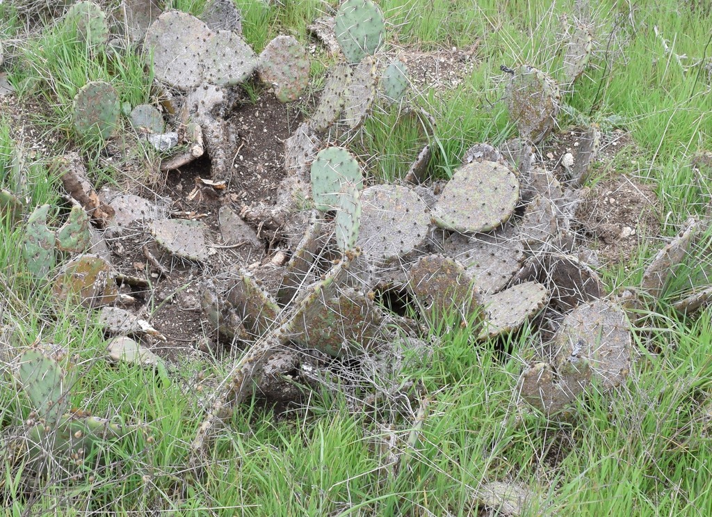 Southern Plains Woodrat from Mockingbird Nature Park, Midlothian, TX on ...