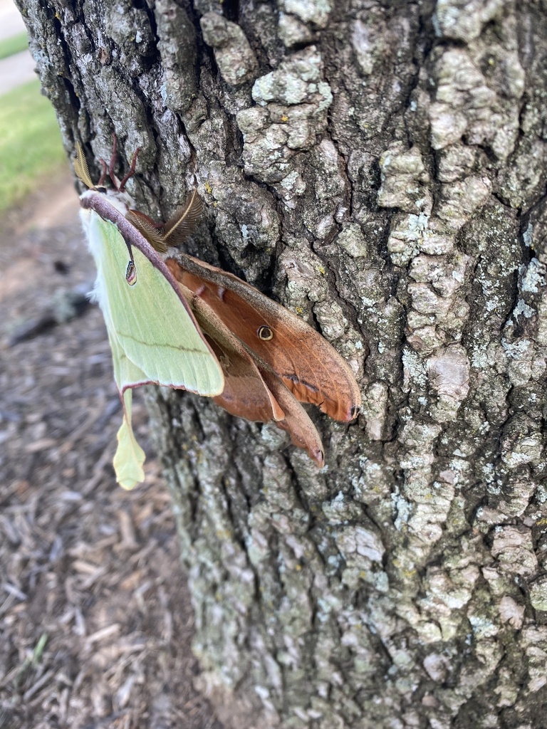 Polyphemus Moth from Steep Bank Trace, Sienna, TX, US on October 2 ...