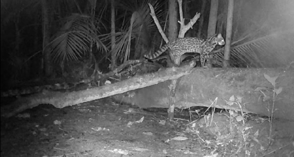 Southern Tigrina in October 2023 by rogeriotruglio · iNaturalist