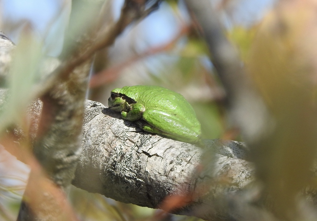 Northern Pacific Tree Frog from Eureka, CA, USA on October 2, 2023 at ...