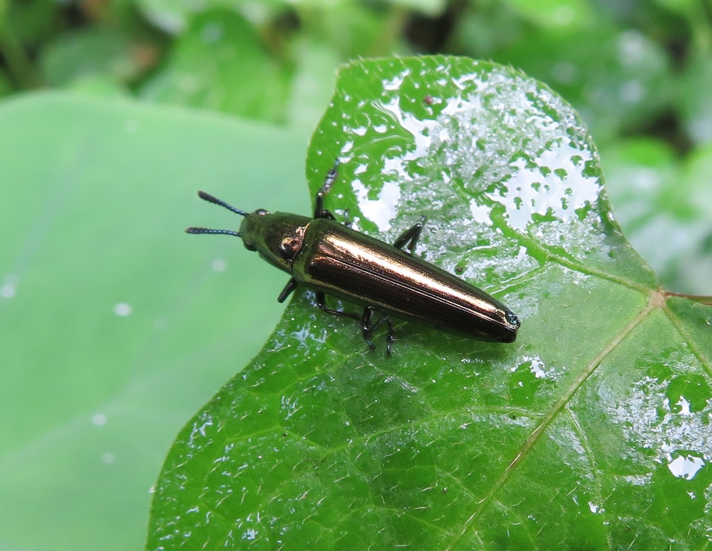 Tetraphala simplex from 558台灣南投縣鹿谷鄉 on October 1, 2023 at 11:02 AM by ...