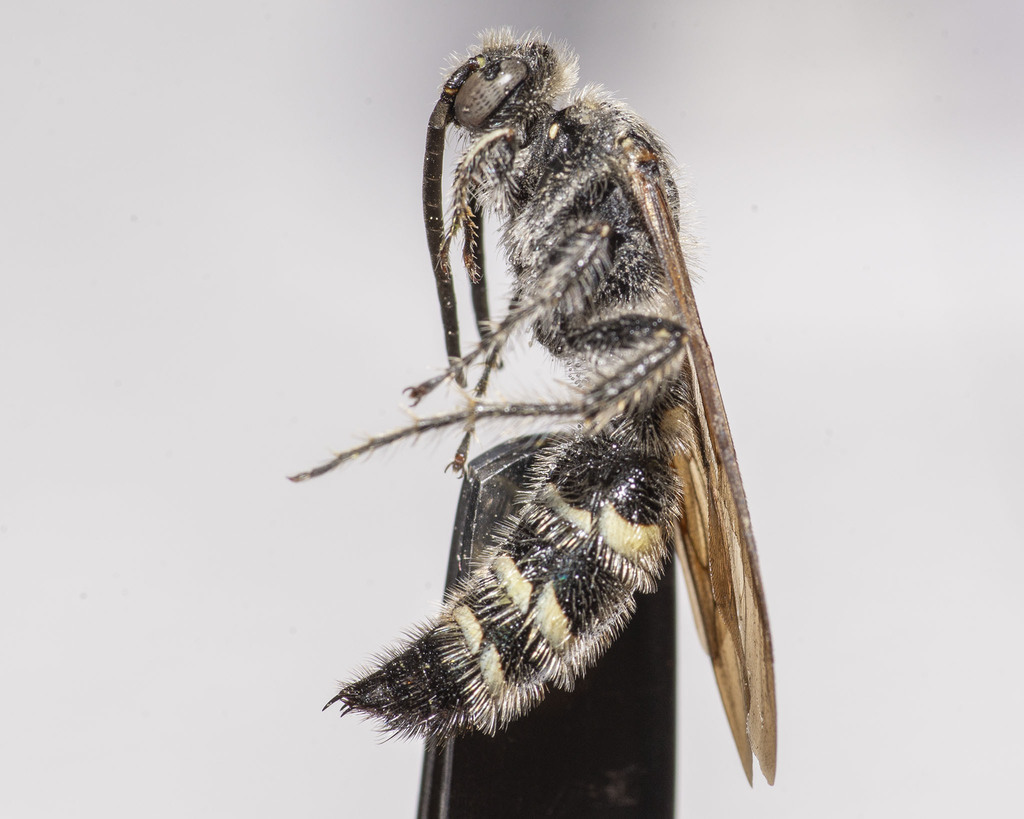 Feather-legged Scoliid Wasp from Petal, MS 39465, USA on October 1 ...